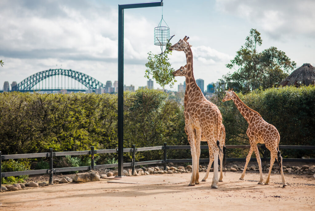 KHÁM PHÁ XỨ SỞ CHUỘT TÚI MONO SYDNEY – FREE DAY | Vitracotour
